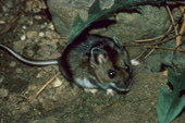 Deer Mice Removal MN | Minnesota Mice Prevention