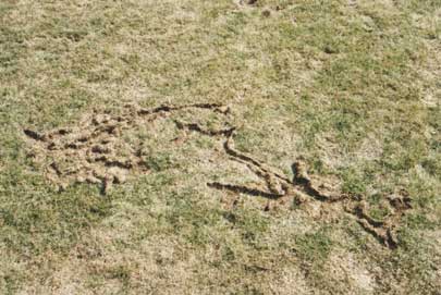 Minneapolis and St Paul Minnesota Mole Vole and Gopher Removal