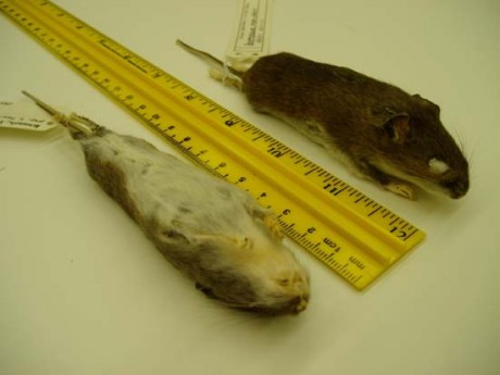 Wild Animal Management MN | Deer Mice, Mice & Rodents Part 1