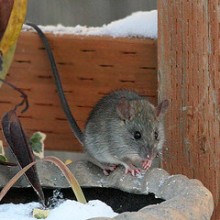 Mice, Mouse Rodent Control & Removal Minneapolis MN Part 1