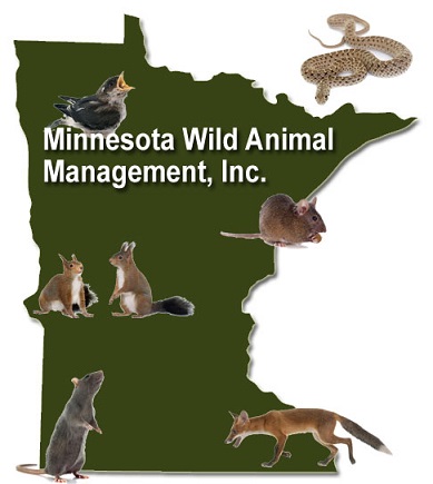 Minnesota Wild Animal Removal Blog | Exterminator MN